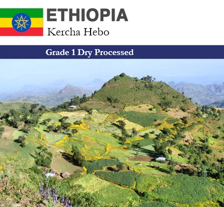 Ethiopia Dry Process Senna Katta Mountain – Tall Texan Coffee Company